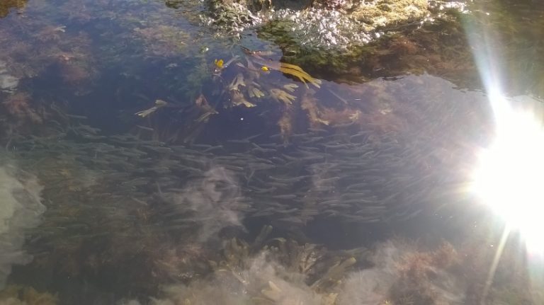 Best Rockpools in Anglesey - Visit Anglesey